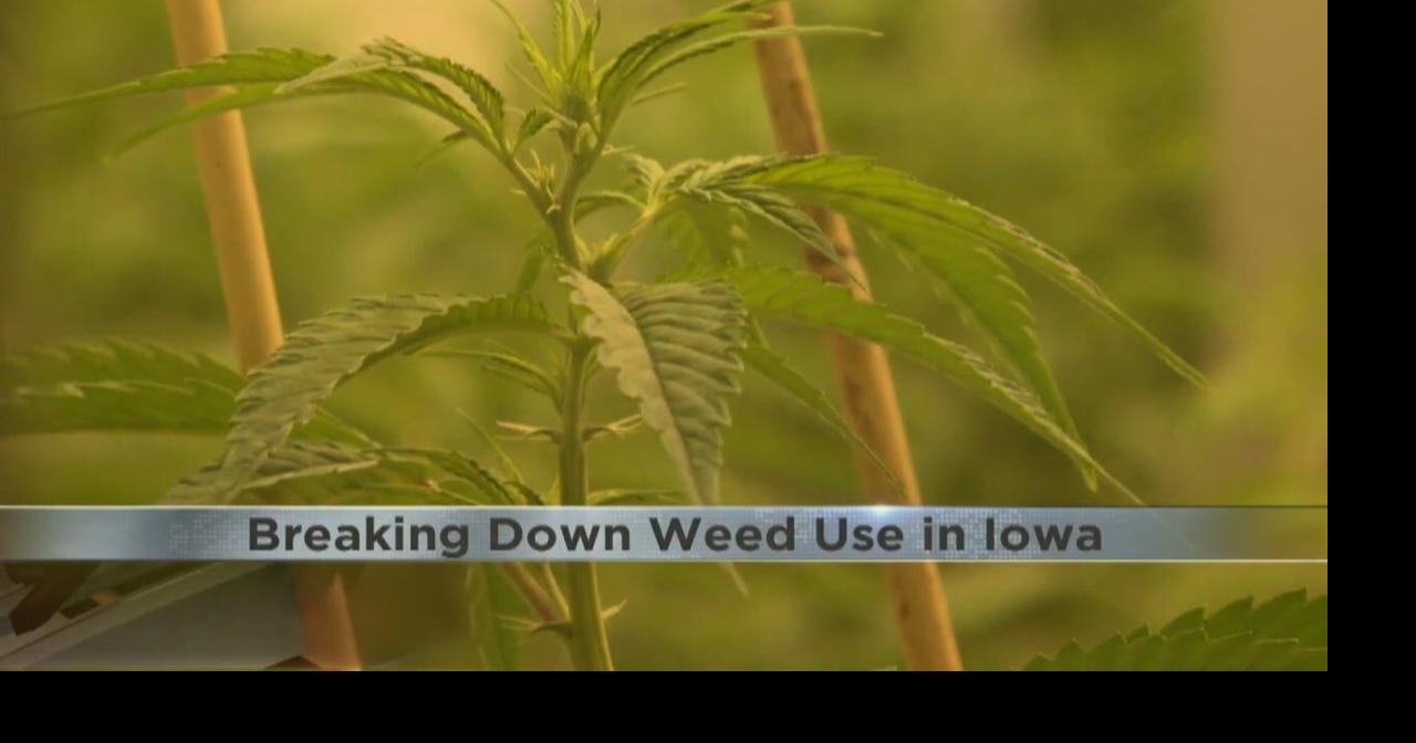 The push to expand access to marijuana: Working to grow a budding ...