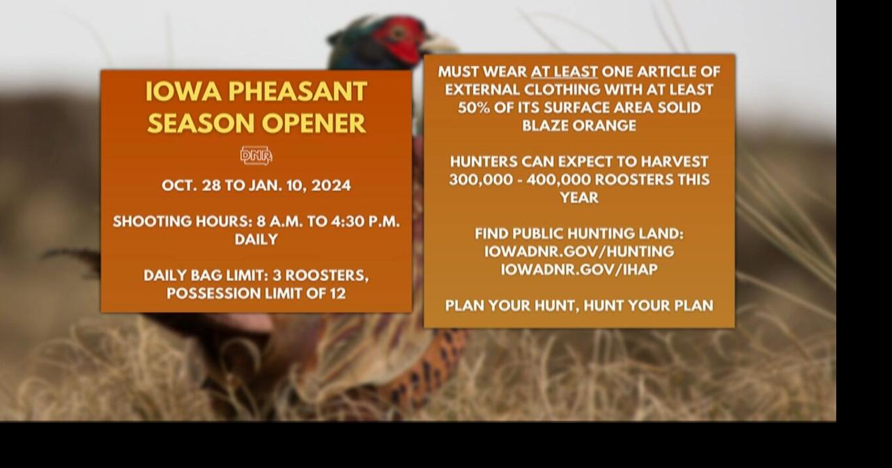 Iowa Pheasant hunting season kicks off this week | News | kwwl.com
