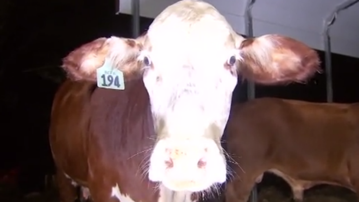 Farmer is lucky to be alive, after a cow turns on him | News | kwwl.com