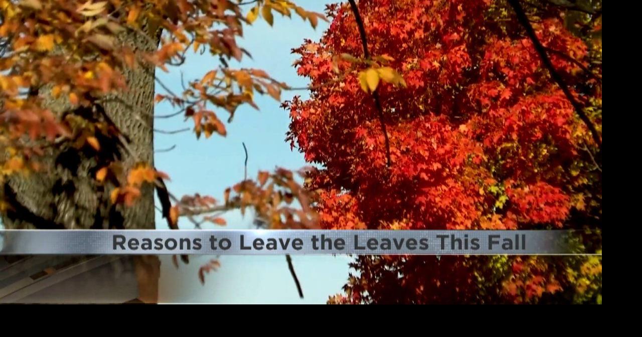 Don't rake your leaves just yet: Here's why | News | kwwl.com