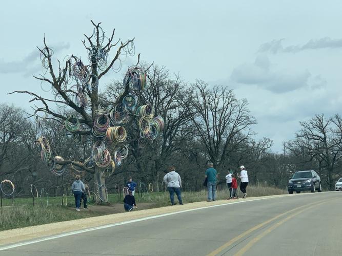 Beloved Hula Hoop Tree outside Amber has come down | Cedar Rapids ...