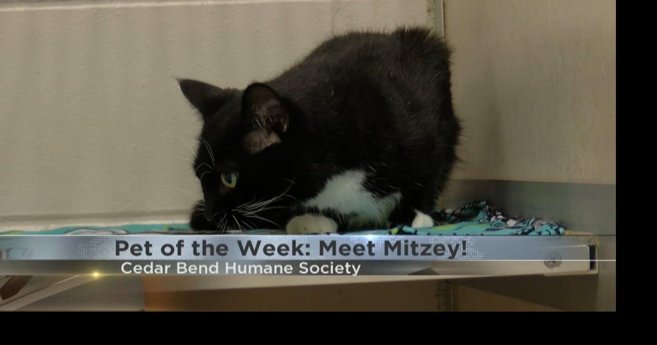 Pet of the Week: Meet Mitzey! | Waterloo | kwwl.com
