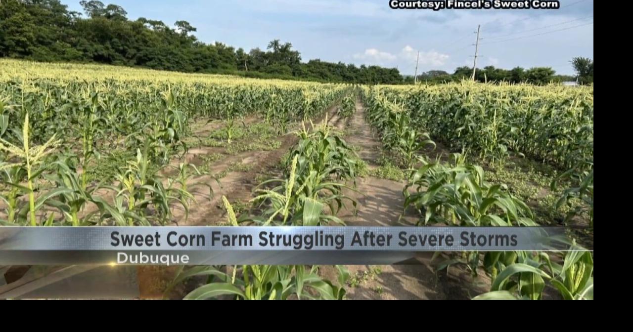 Torrential rainfall and severe storms impacting sweet corn supply in ...