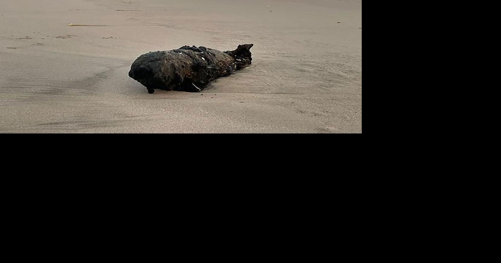 A weathered bomb washed up on a California beach. Authorities ...