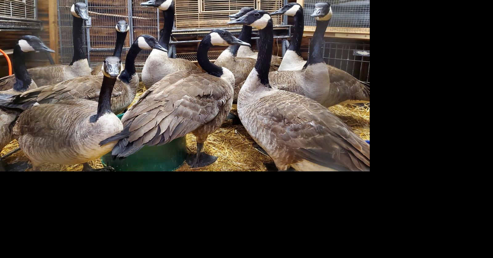 Sick geese in Iowa City believed to be malnourished as a result of ...