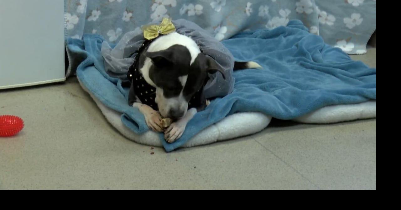 Pet of the Week: Meet Lainey! | News | kwwl.com