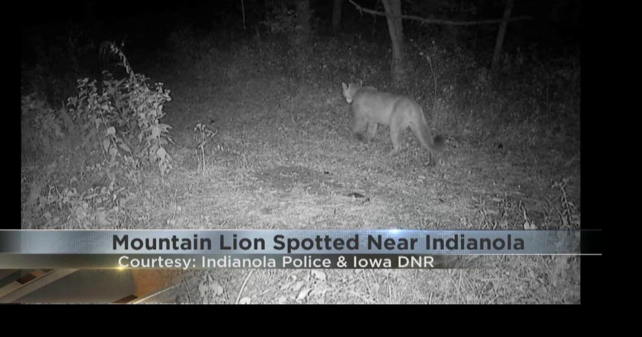 Iowa DNR confirms Mountain Lion sighting near Indianola | News | kwwl.com