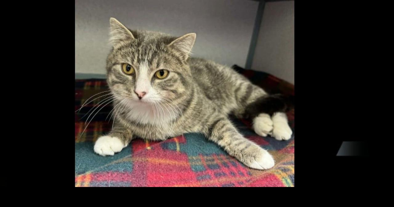 Meet Pimbleton: Cedar Bend's curious cat needs a forever home | Video ...