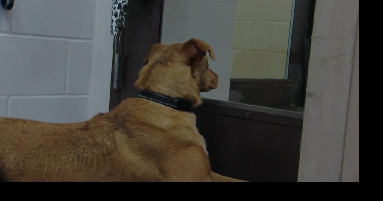 Pet of the Week: Meet Argos! | Waterloo | kwwl.com