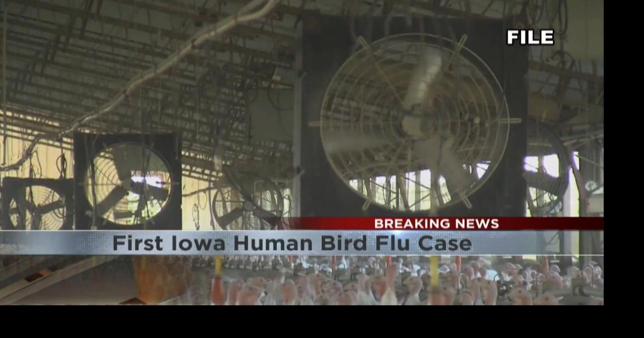 First Human case of Bird Flu confirmed in Iowa | News | kwwl.com