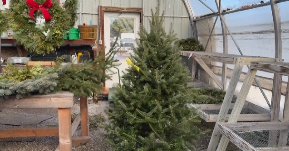 Meyers Nursery in Waterloo keeps Christmas tree tradition alive | News ...