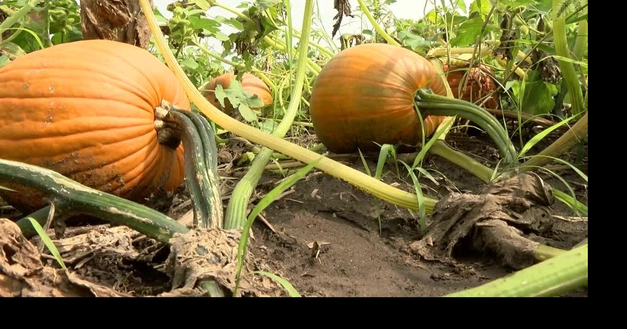 Recent shifts in weather cause pumpkins to look different this fall ...