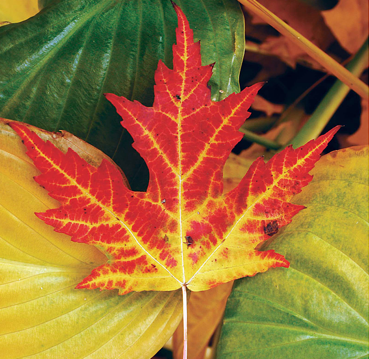 The Science Behind the Changing of Leaves | Schnack's Weather Blog ...