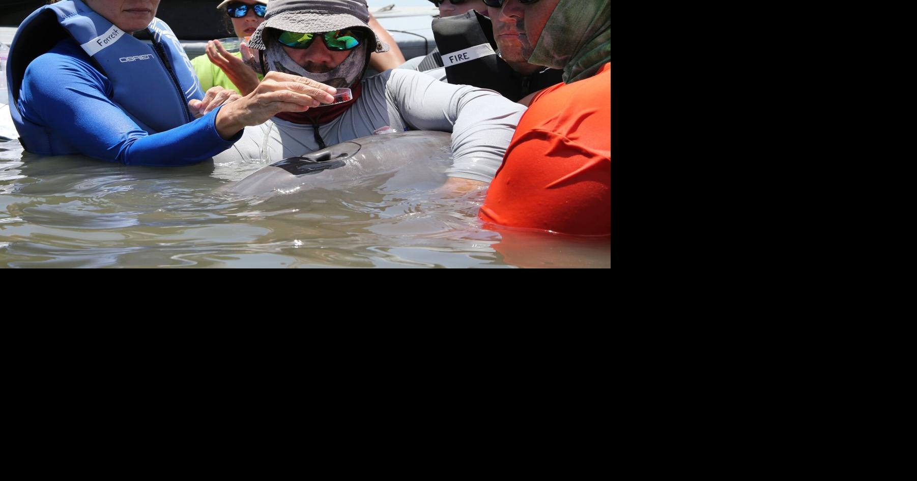 Scientists find first evidence that dolphins are inhaling microplastics ...