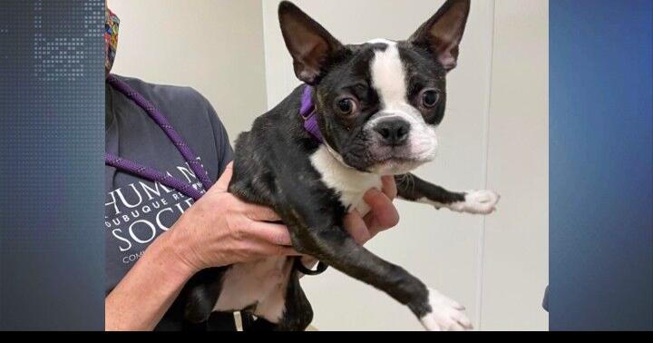 Dubuque Humane Society takes in dogs from ASPCA to create space for ...