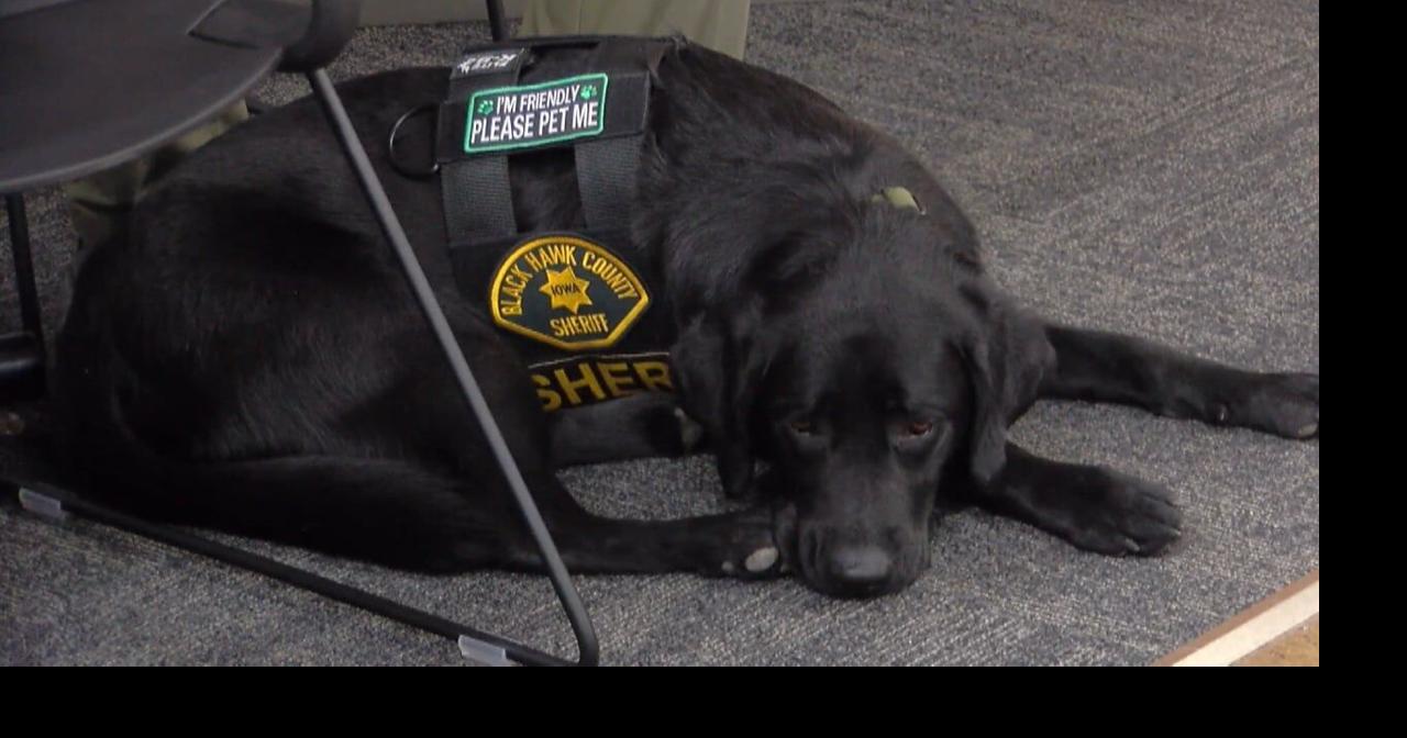 Meet the newest deputy with the Black Hawk County Sheriff's Office: K-9 ...