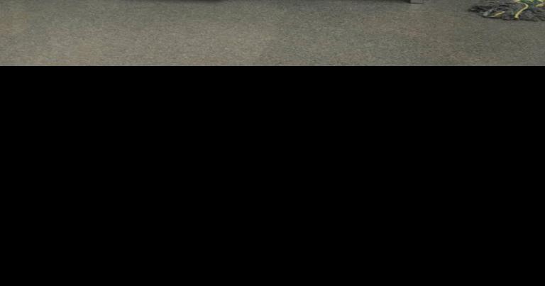 Dubuque Regional Humane Society receives Samoyed dogs rescued from ...