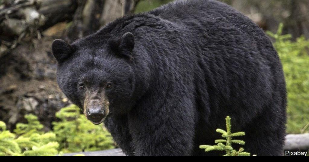 DNR: Black bear population likely to expand into parts of Iowa soon ...