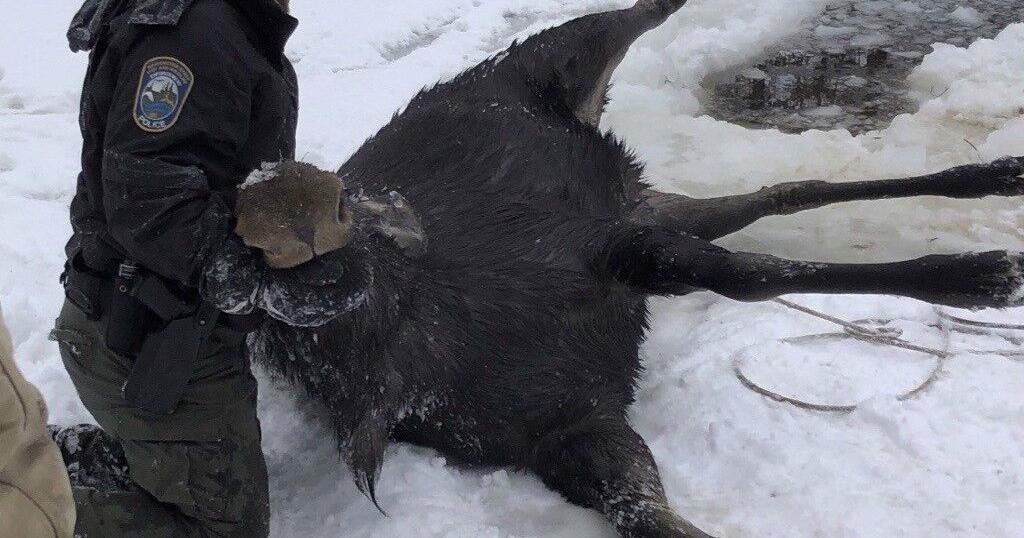 ‘A Christmas miracle’: WDFW officers rescue moose stuck in frozen lake ...