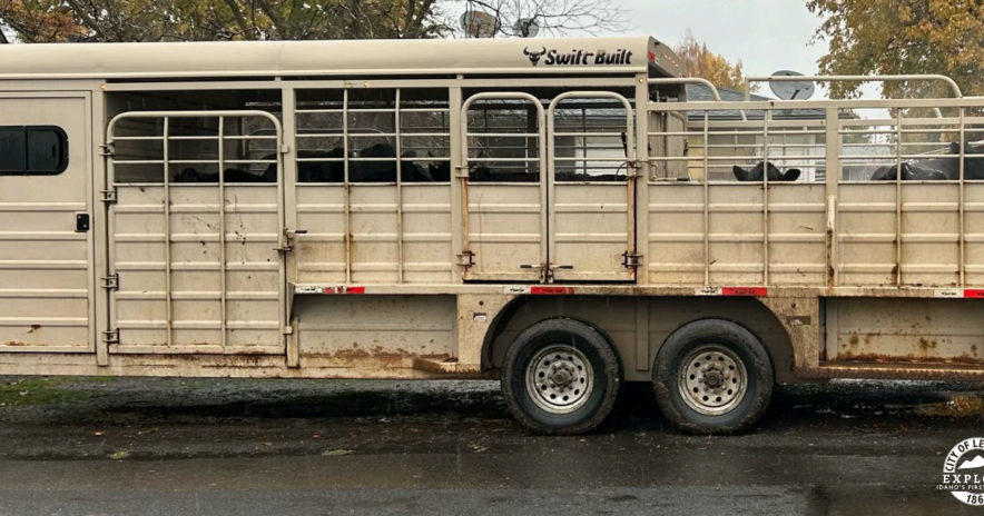 City of Lewiston seizes more than two dozen malnourished cattle from ...