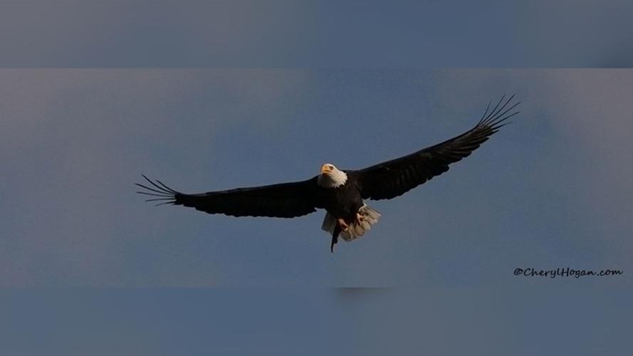 Bald eagle migration coming to Lake Coeur d’Alene, perfect for bird ...