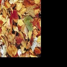 Residential leaf collection begins in Pullman | News | kxly.com