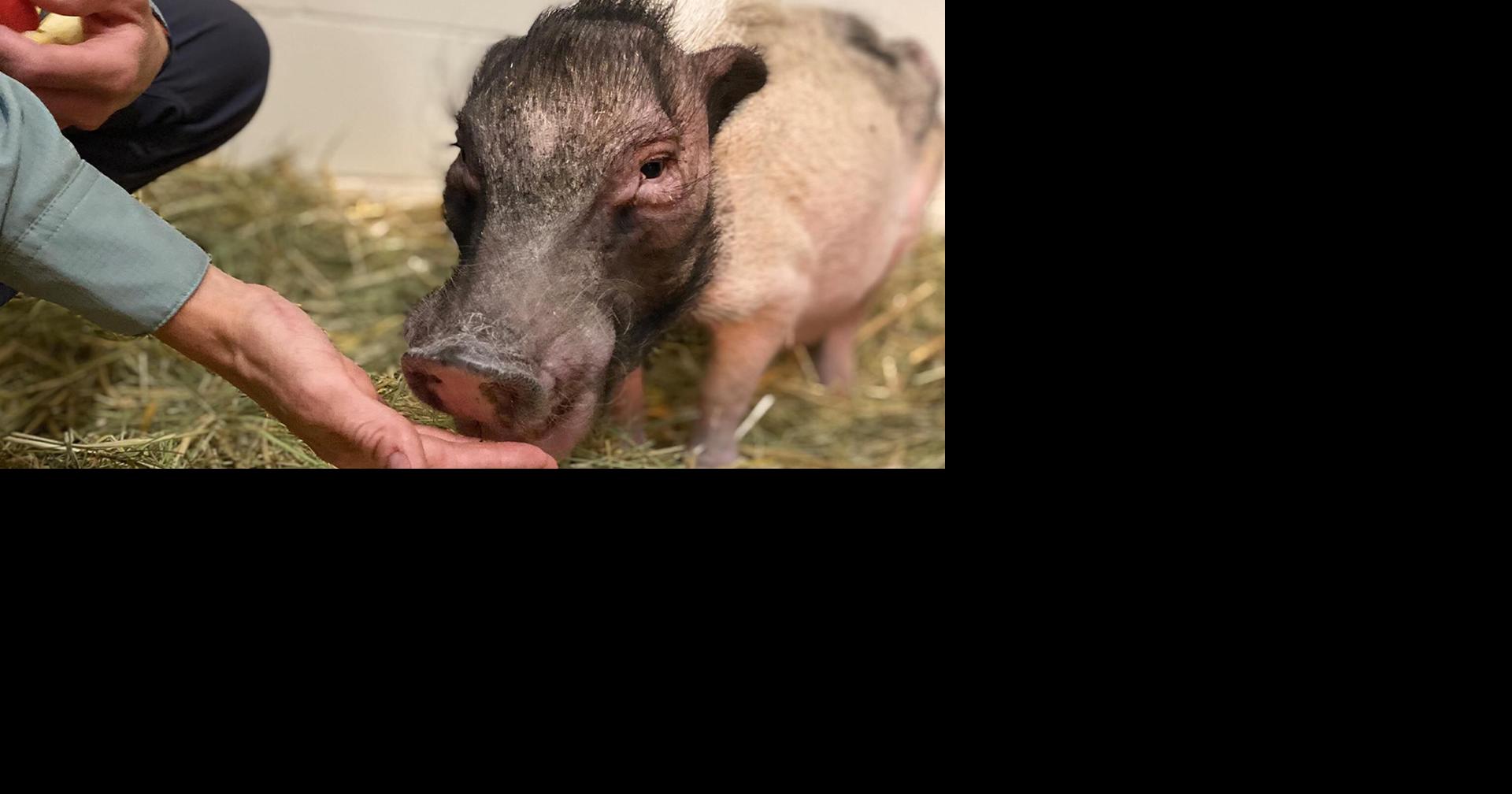Pig has 23-pound tumor removed in lifesaving surgery | Local News ...