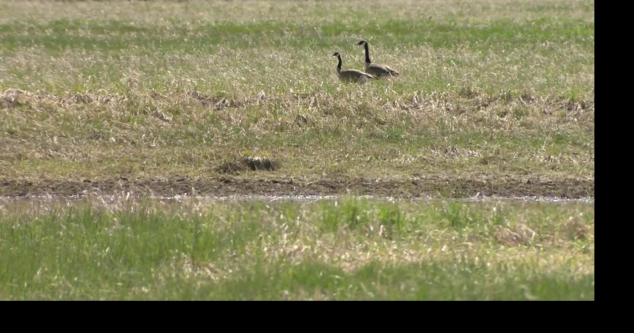 Kalispel Tribe uses high-tech GPS to track duck populations | News ...