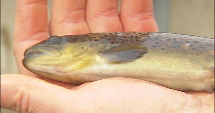 WDFW releases thousands of brown trout into West Medical Lake following ...