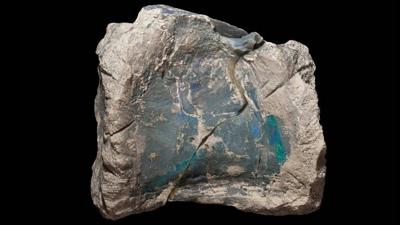 Dinosaur bones shimmering with opal reveal new species | National ...
