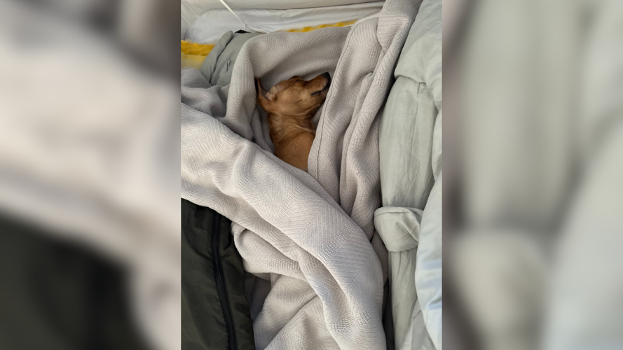 Spokane vet saves beloved dog when family couldn't afford care | News ...