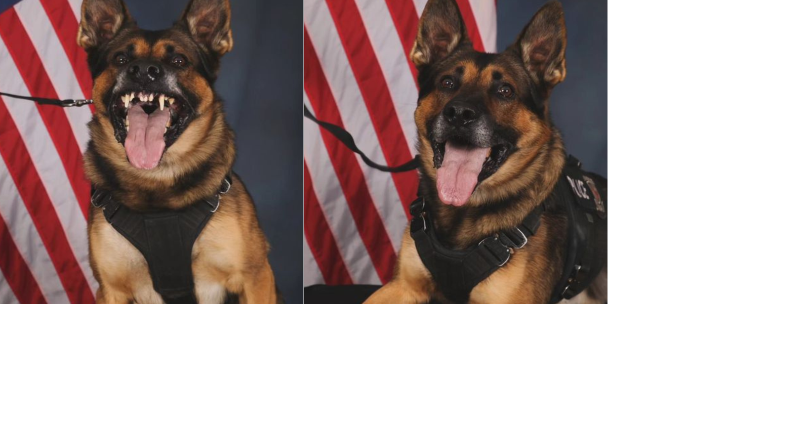 Spokane Police K9 Unit thanks beloved dog for service | News | kxly.com