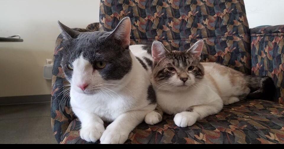 SCRAPS’ Facebook-famous cat ‘Spud’ finally adopted | Local News | kxly.com