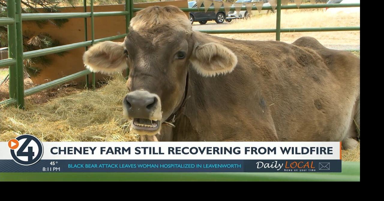 Welcome home, Sprite! Ox returns to local farm following fire damage ...