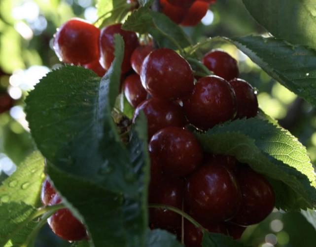 Cherry Picker's Trot and Pit Spit returns to Green Bluff on July 20 | Lifestyle | kxly.com