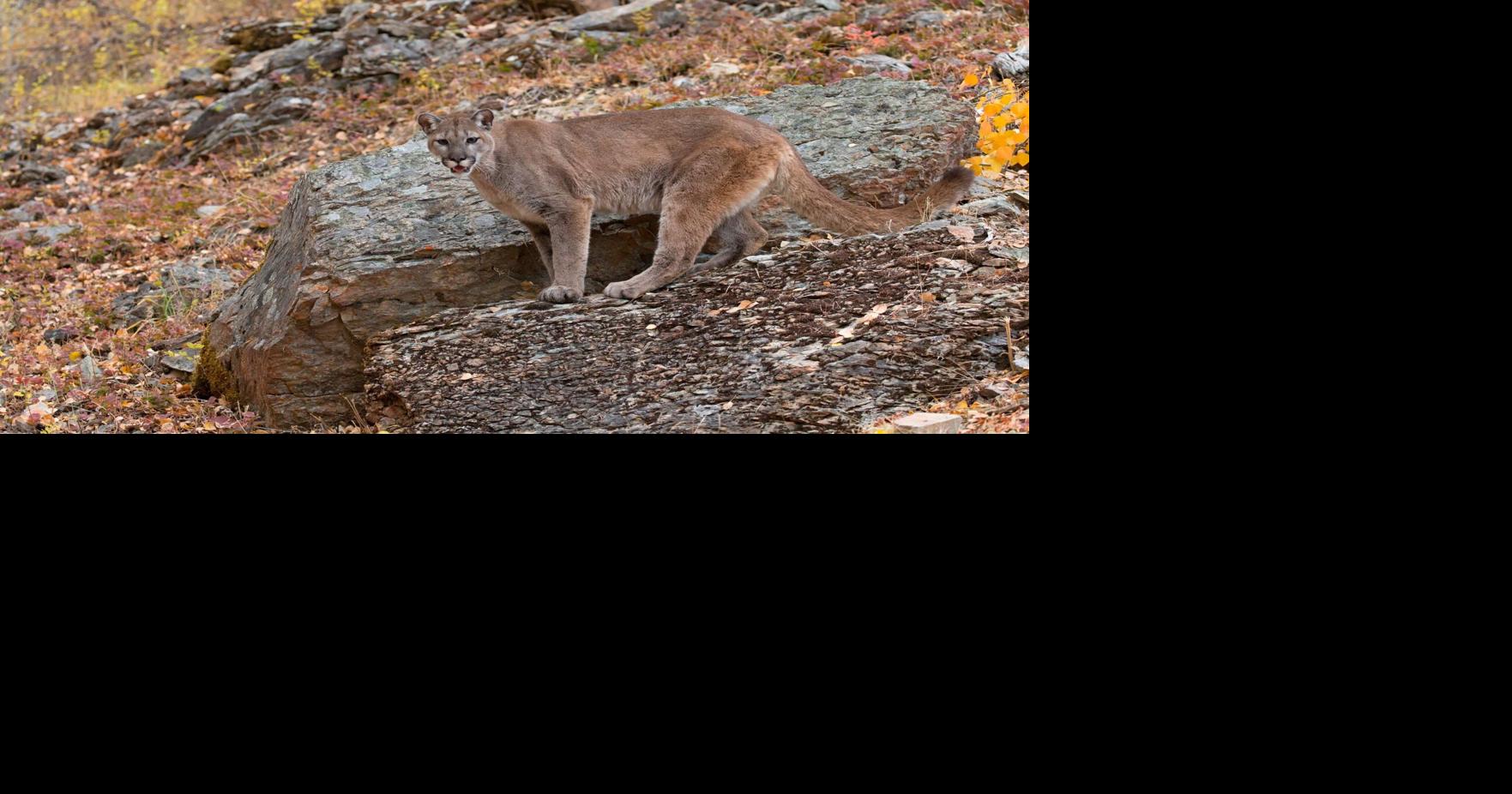 Spokane Tribal Police warns of cougar sightings in Wellpinit area ...