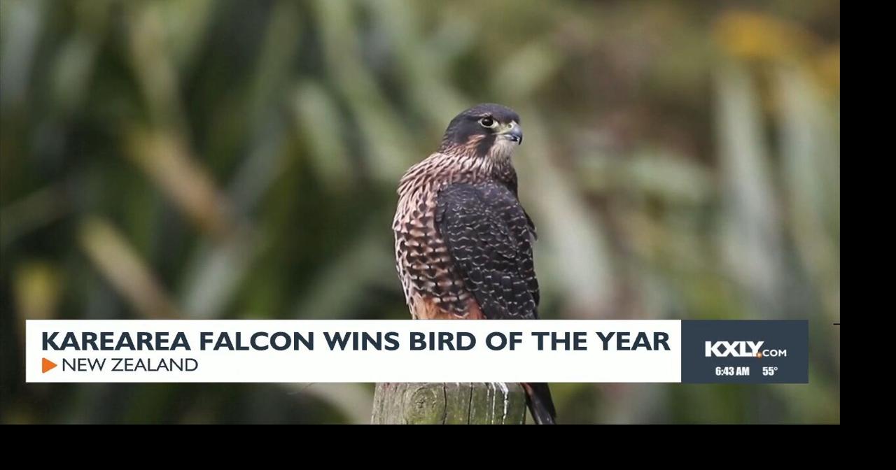 Karearea falcon wins bird of the year | Video | kxly.com