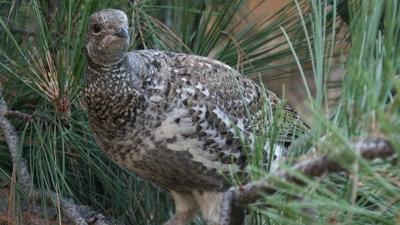 Washington pushes forest grouse hunting season back | Regional News ...