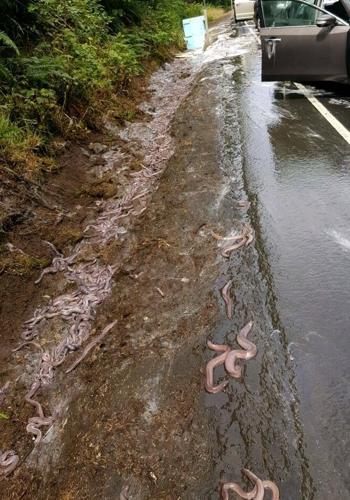 Hagfish spill on Oregon highway | News | kxly.com