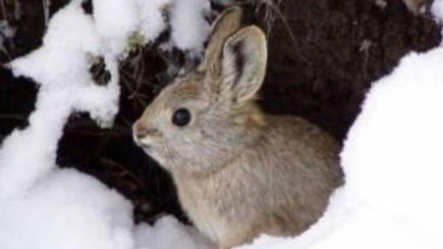 WDFW flying drones over pygmy rabbit locations in Central Washington ...