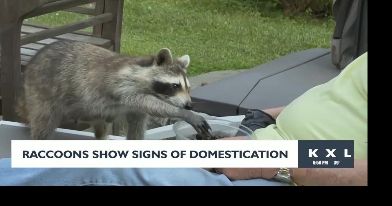 Raccoons show signs of domestication | Video | kxly.com