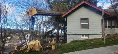 Windstorm takes down trees across Pullman, WSU campus | News | kxly.com