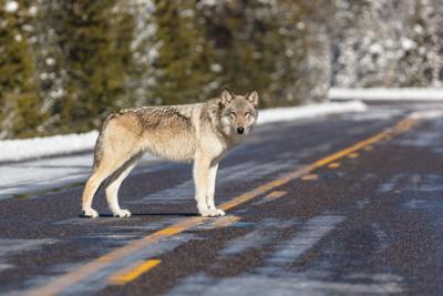 State order to kill wolf in northeast Washington is canceled | News ...