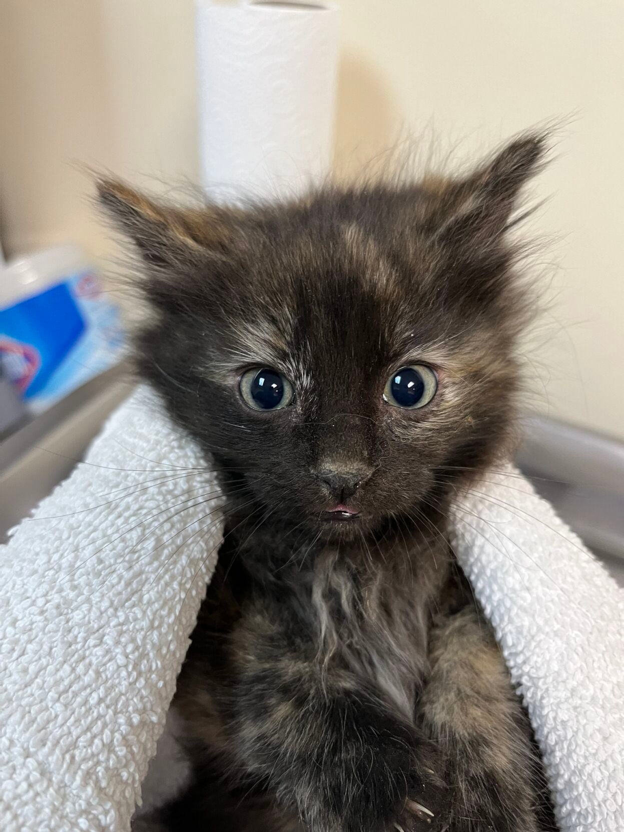 SCRAPS waiving adoption fees for dogs and cats | News | kxly.com