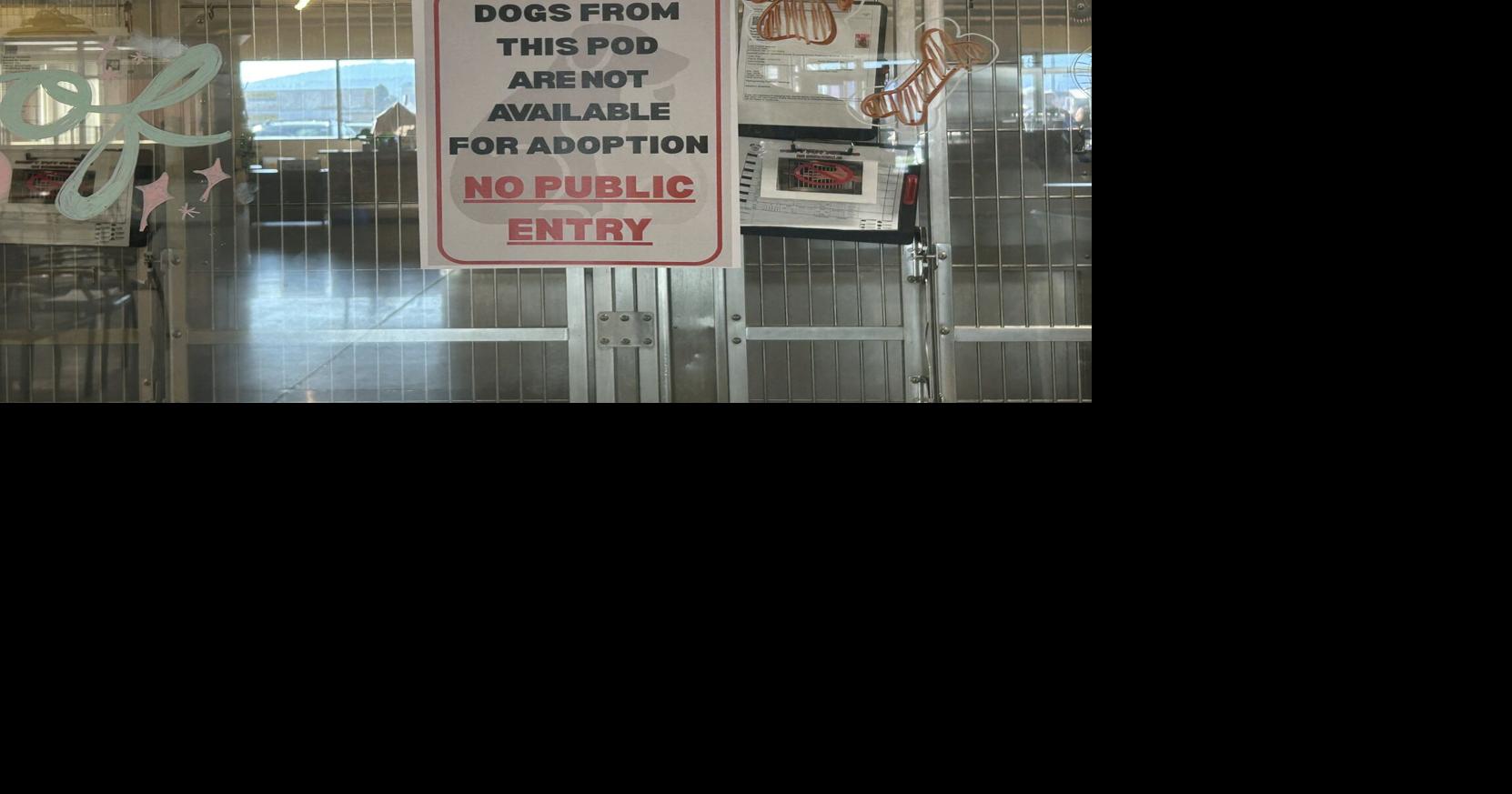 Spokane County animal shelters halt adoptions due to deadly parvovirus ...