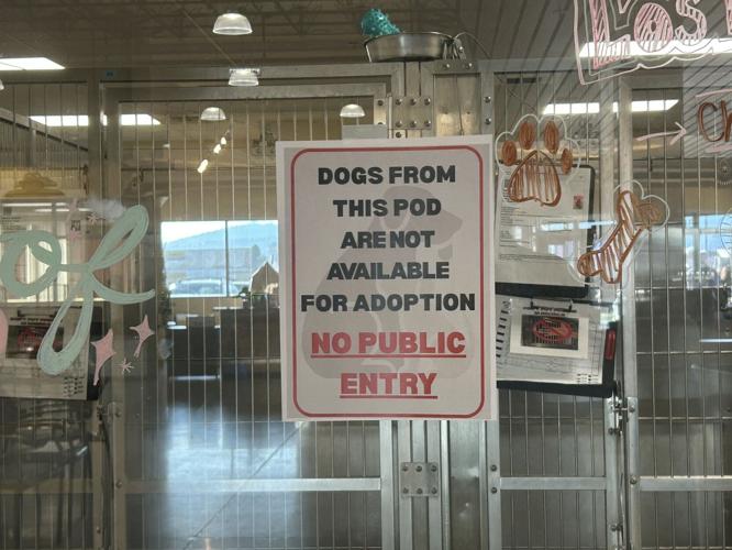 Spokane County animal shelters halt adoptions due to deadly parvovirus ...