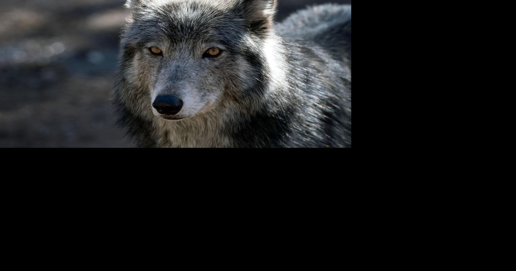 Washington wolf numbers show fluctuations but recovery status remains ...