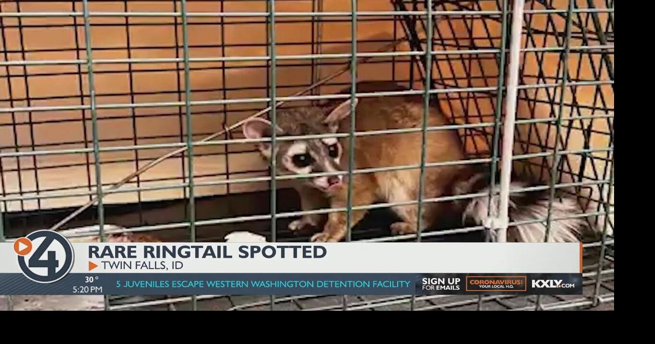 Extremely rare ringtail found in Idaho | Pets and Animals | kxly.com