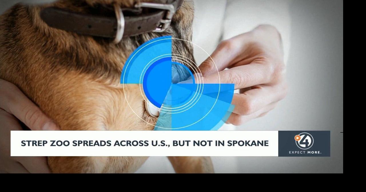 Strep Zoo spreads across the U.S., but not in Spokane | Video | kxly.com