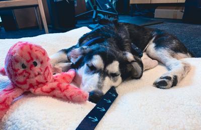 Meet the Seattle Kraken’s team dog: Davy Jones | Pets and Animals ...